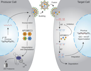 Research - Harris Lab
